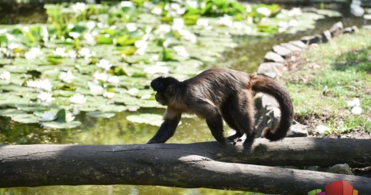 Nestali majmun vrste "tamarin" juče u zoru anonimno vraćen u Zoo vrt ...