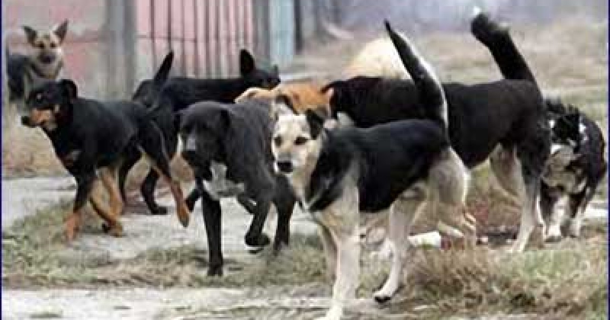 Ugriz psa lutalice - 90.000 dinara | (Vesti - 17. 04. 2009) Subotica.com