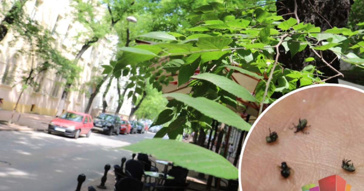 Najezda buba po gradu | (Vesti - 02. 07. 2020) Subotica.com
