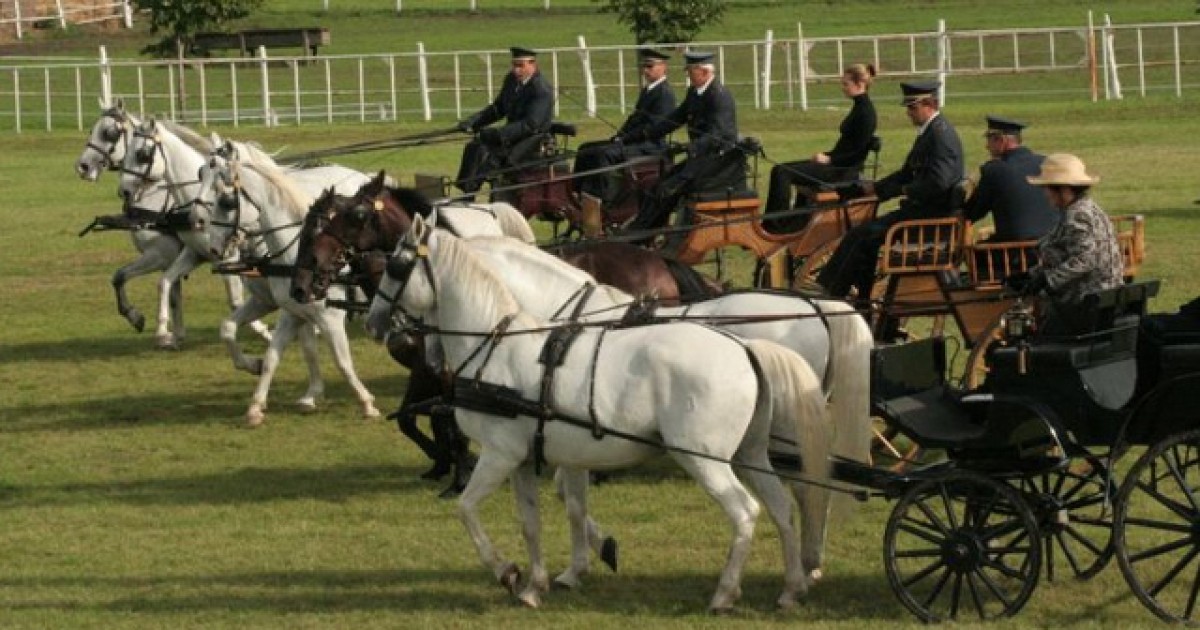 Parada lipicanera i muzej kočija na Kelebiji | (Vesti - 13. 09. 2012 ...