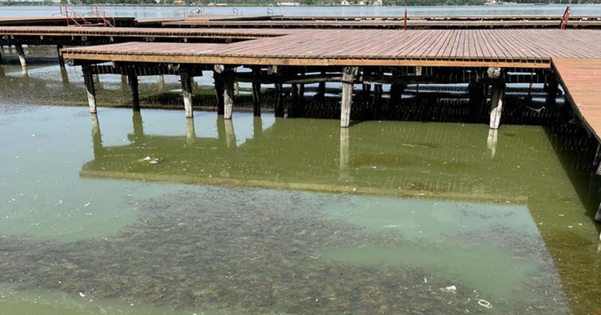 Po Palićkom jezeru se širi vodena vegetacija, što je pozitivna pojava ...