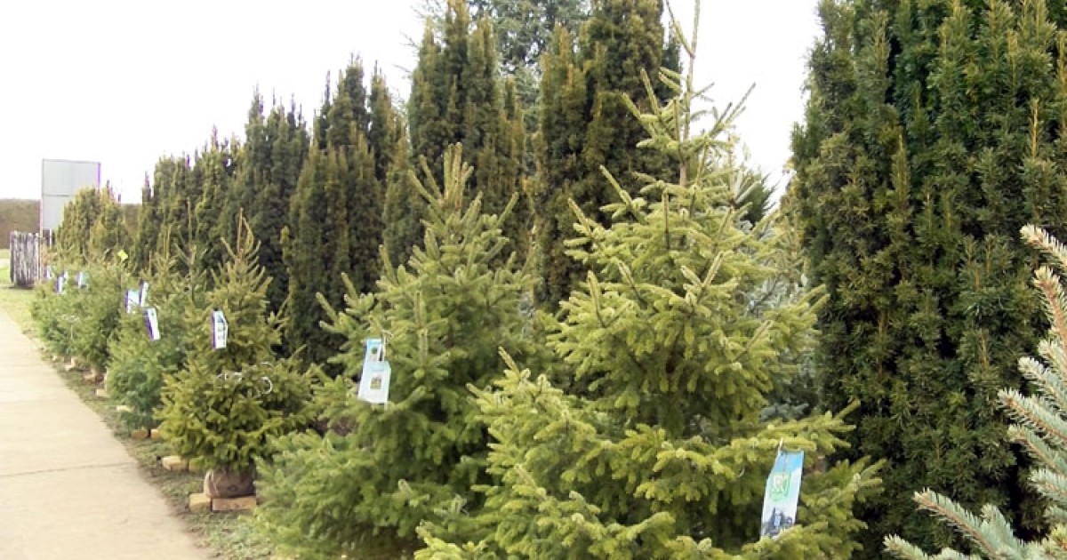 Osmislite najzanimljiviju eko-poruku, osvojite srebrnu jelku sa busenom ...