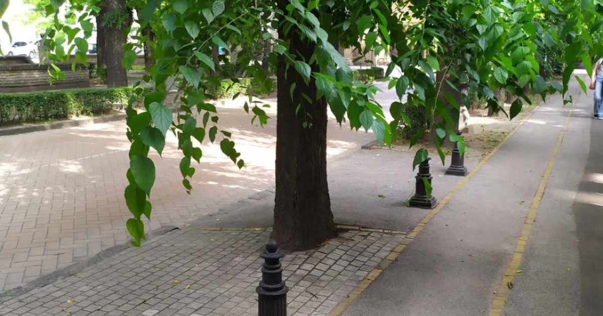 Neorezane grane iznad biciklističke staze u Ulici braće Radić ...