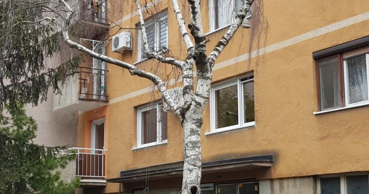 Suvo stablo breze u Kumičićevoj ulici | (Zviždaljka #10892)