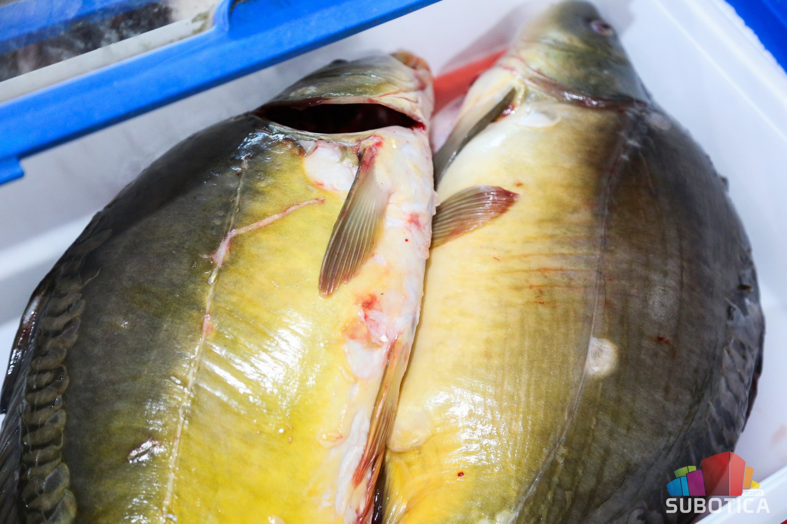 Denis Đurković (Eko fish), Mlečna pijaca | Pijaca Subotica