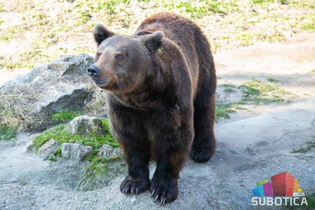 Medved Medeni najavljuje kraj zime | (Vesti - 15. 02. 2023) Subotica.com