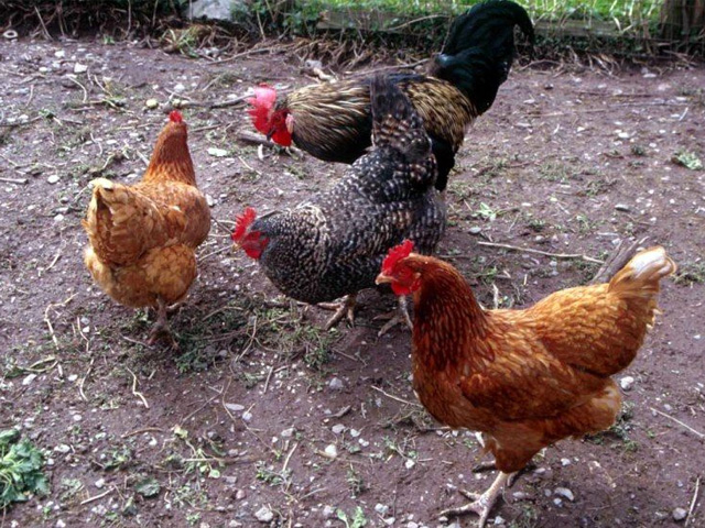 Držanje domaćih životinja u Subotici i Paliću | (Vesti - 15.06.2013 ...