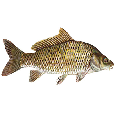 Šaran | Pijaca Subotica