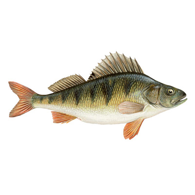 Smuđ | Pijaca Subotica