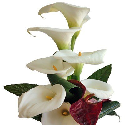 Kala | Pijaca Subotica