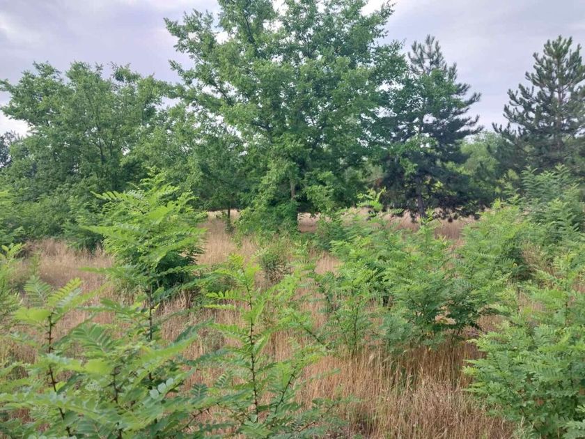 Plac, Makova Sedmica, 17.83a (ID: 105569) | Nekretnine Subotica